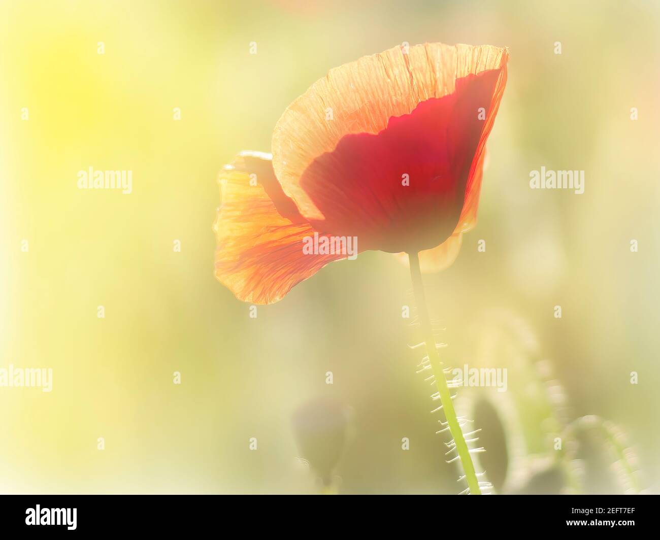 Poppy in sun hi-res stock photography and images - Alamy