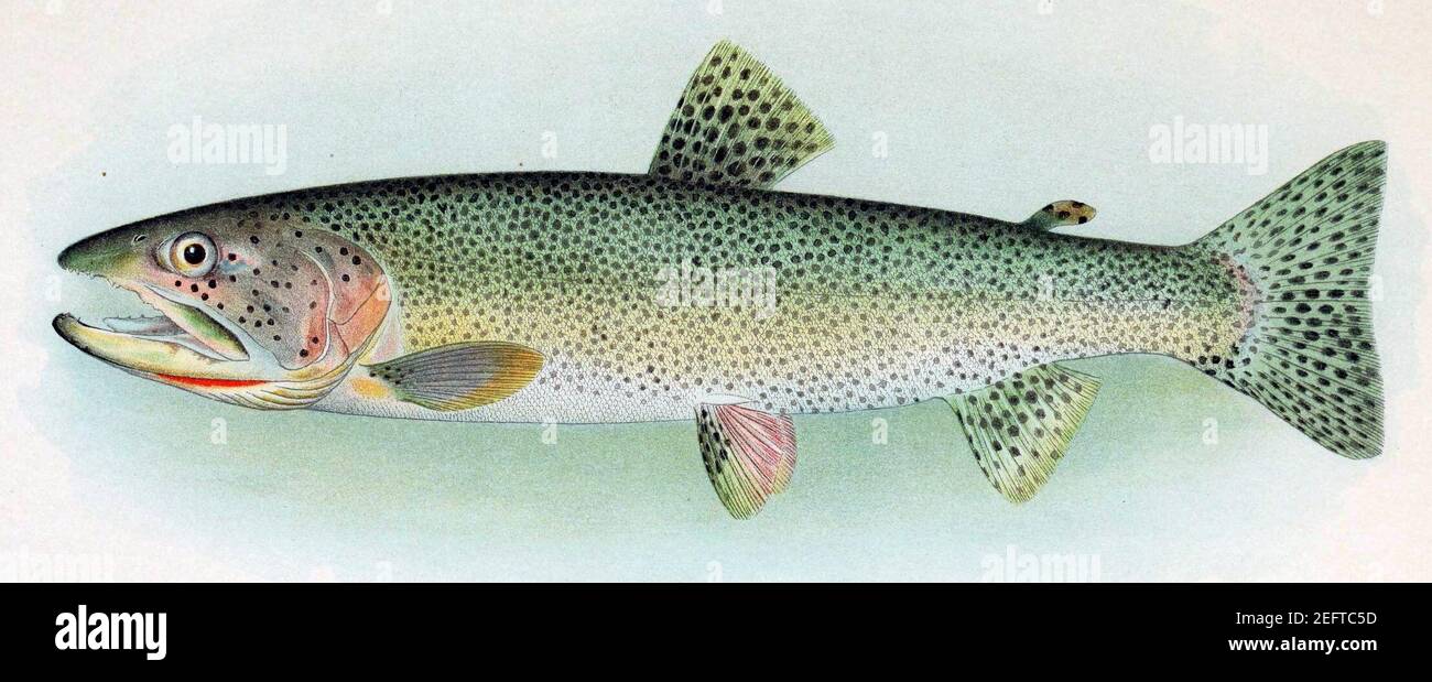 Oncorhynchus clarkii hi-res stock photography and images - Alamy