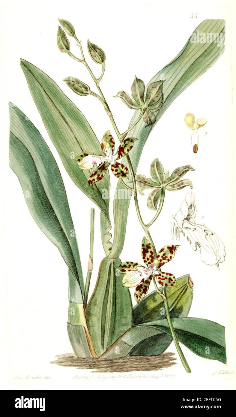 Oncidium maculatum (as Cyrtochilum maculatum) - Edwards vol 24 (NS 1 ...