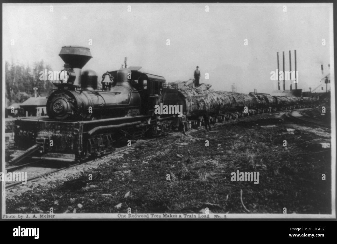Train tree Black and White Stock Photos & Images - Alamy
