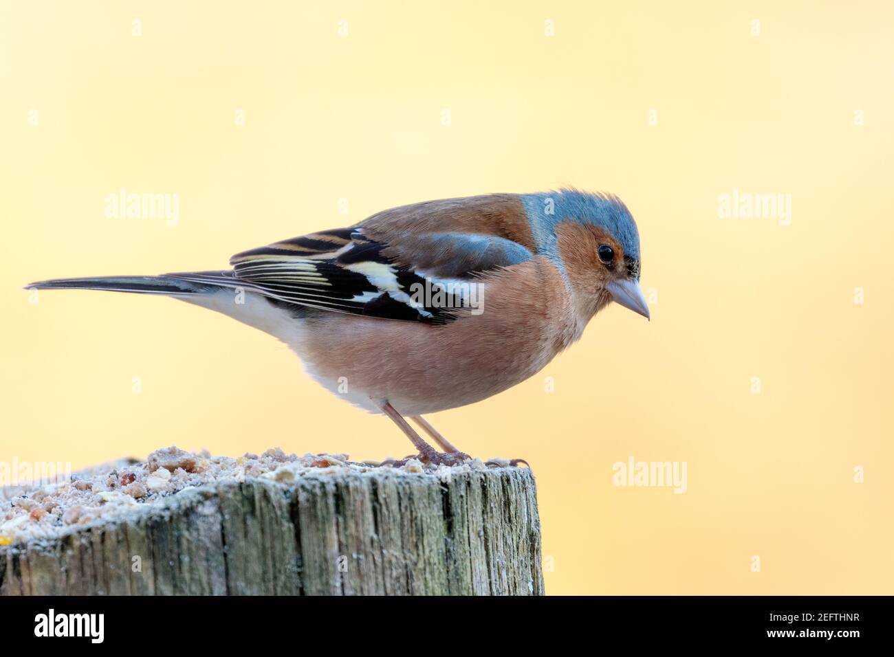 Male Chaffinch In Profile High Resolution Stock Photography and Images ...