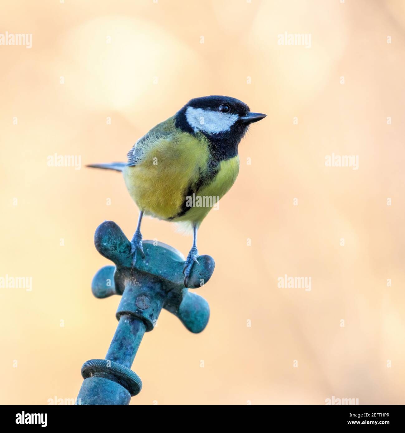 Great tit Parus major perching on garden tap in profile detail British ...
