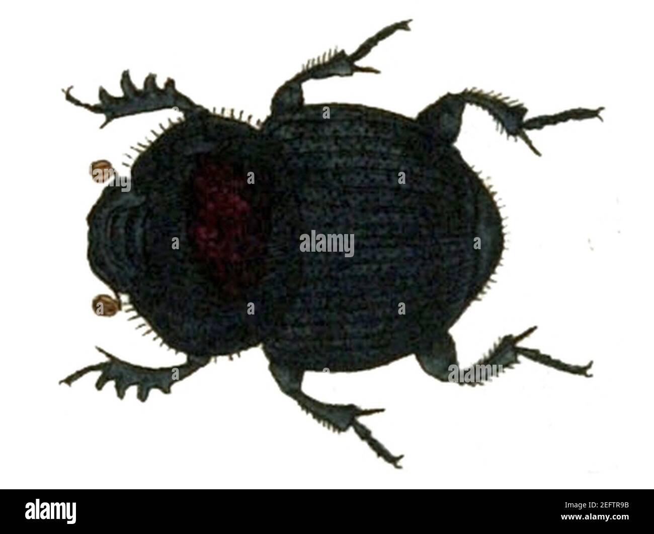 Onthophagus hi-res stock photography and images - Alamy
