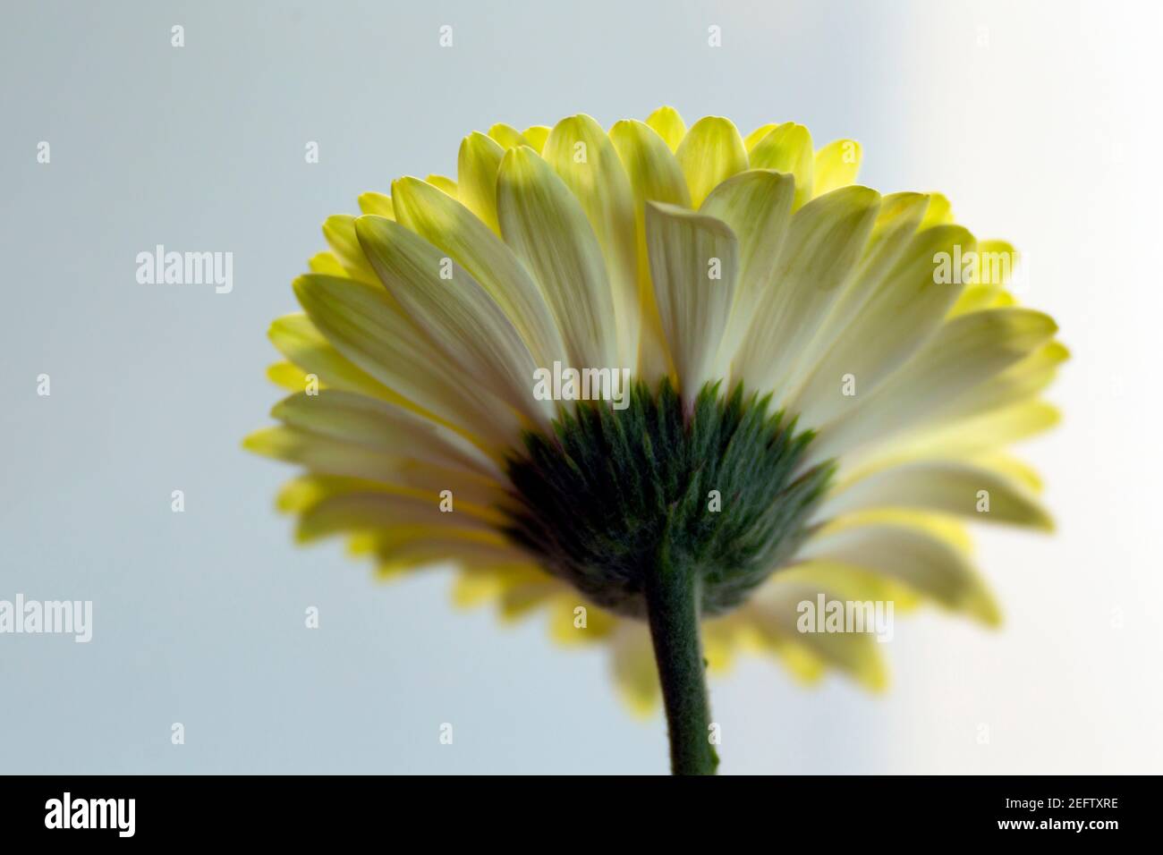 Gerbera family hi-res stock photography and images - Alamy
