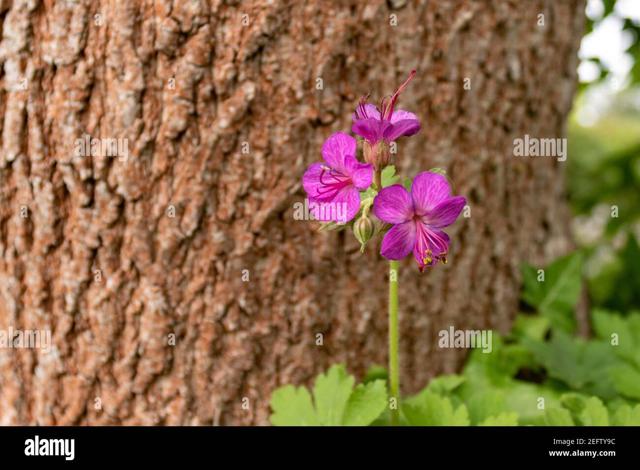 Close up of pink blossom of bigroot geranium flower (Geranium ...
