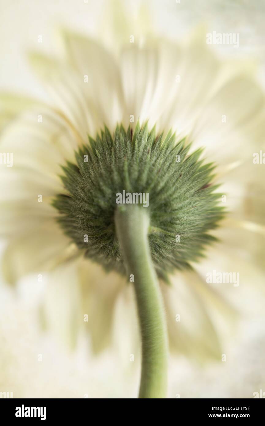 Gerbera family hi-res stock photography and images - Alamy