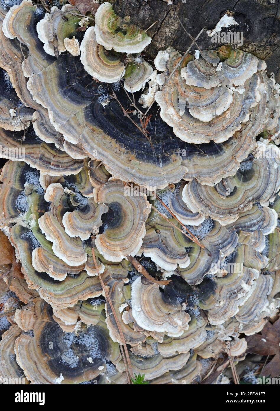 Turkey tail. Trametes versicolor, also known as coriolus versicolor and ...