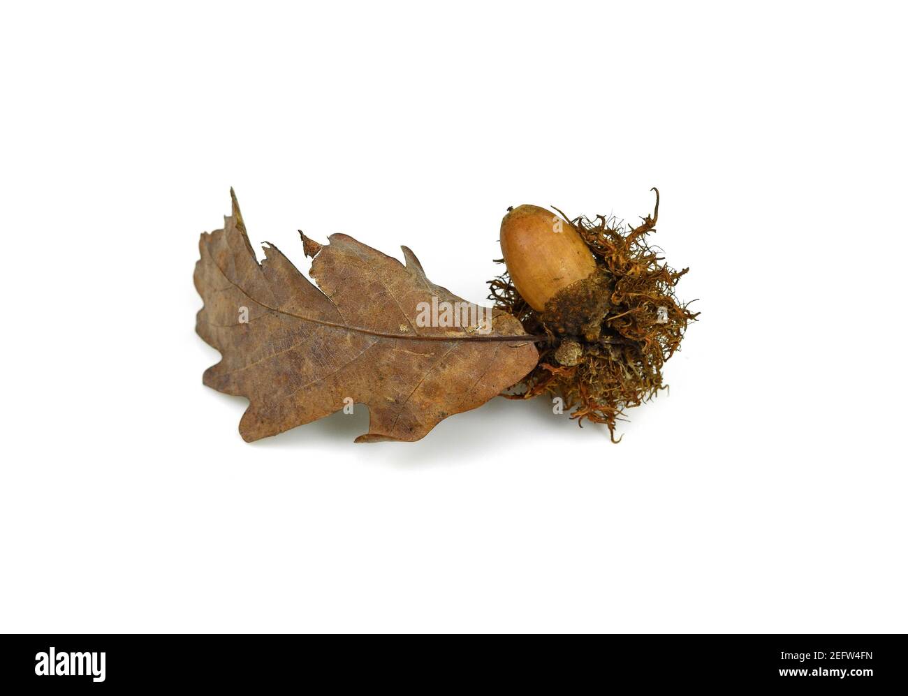 Acorn germination isolated on white background Stock Photo - Alamy