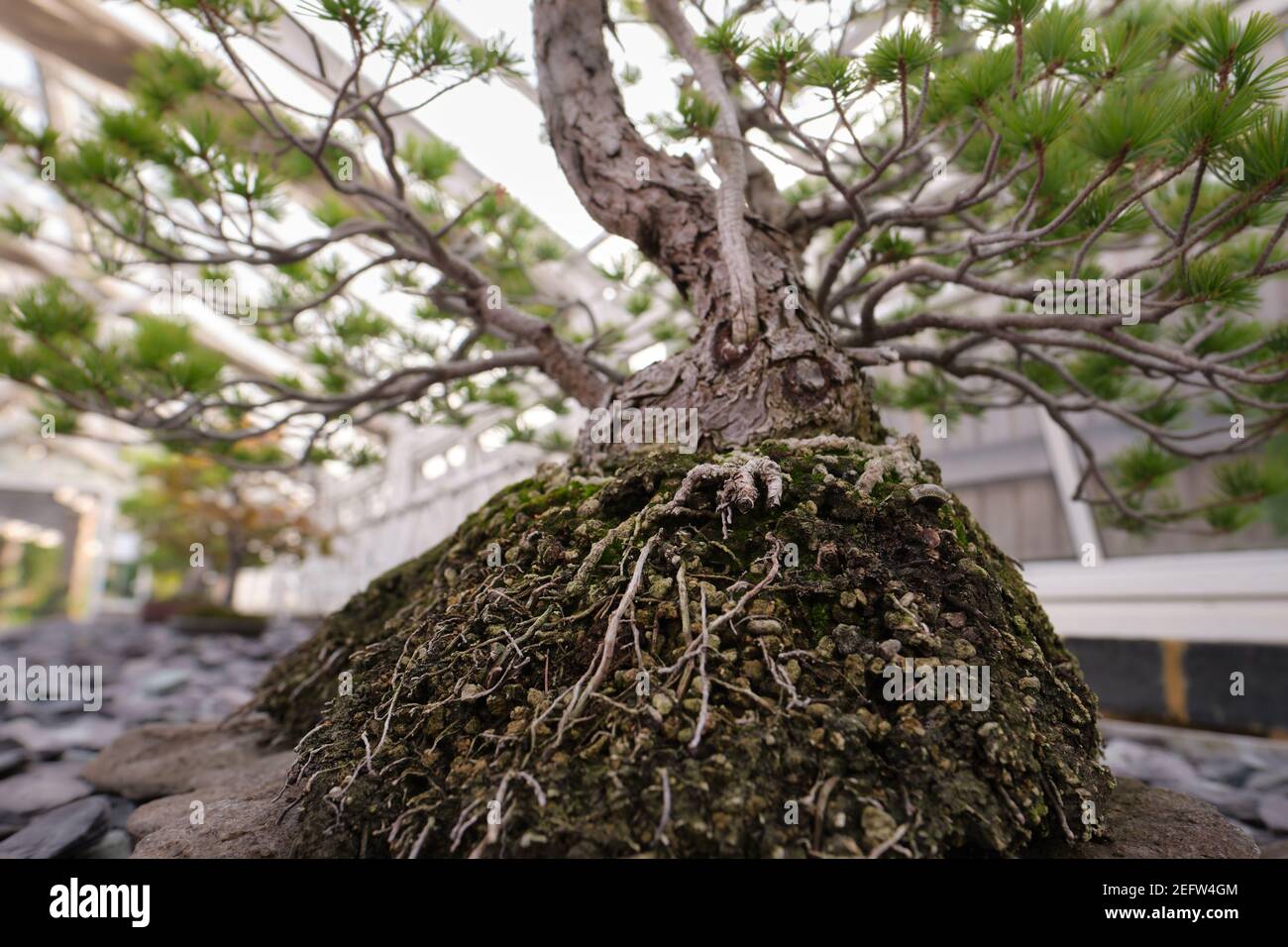 Japan bonsai sky hi-res stock photography and images - Alamy