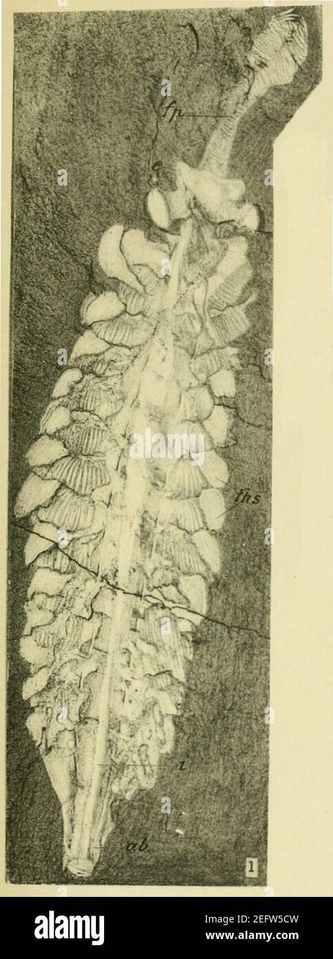 Opabinia regalis walcott hi-res stock photography and images - Alamy