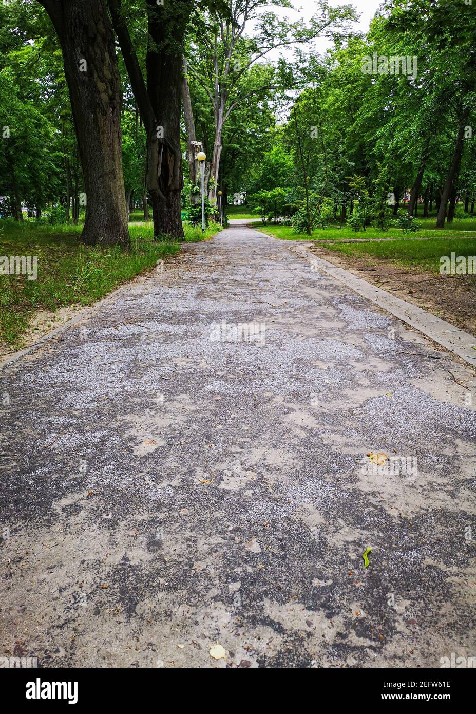 Long concrete path in park between lamps and trees Stock Photo - Alamy