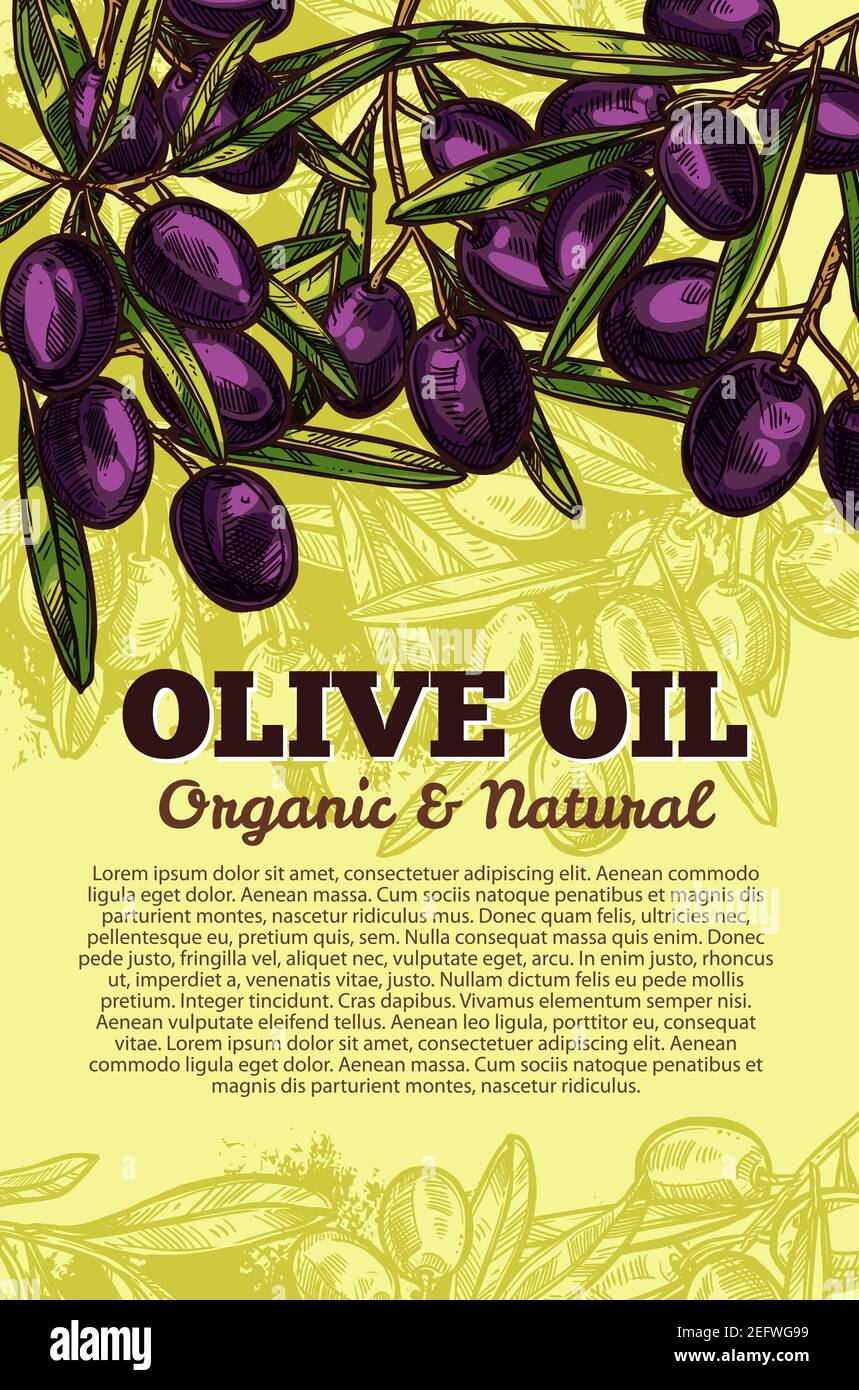 Black olives sketch poster for olive oil extra virgin organic natural ...