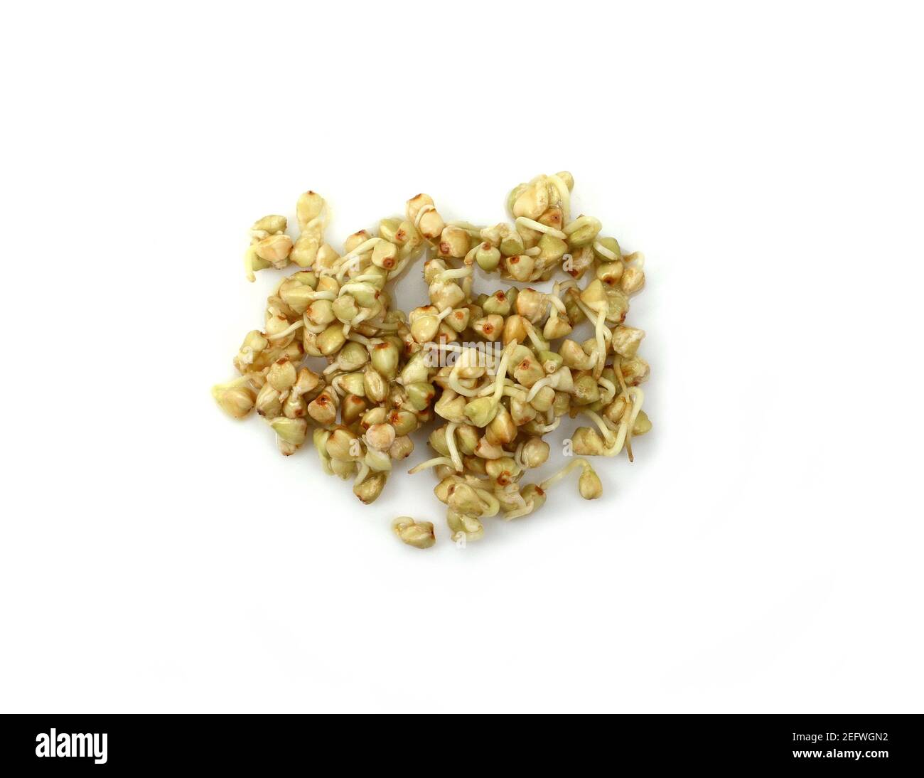 Buckwheat sprouts isolated on white background. Germinated buckwheat ...