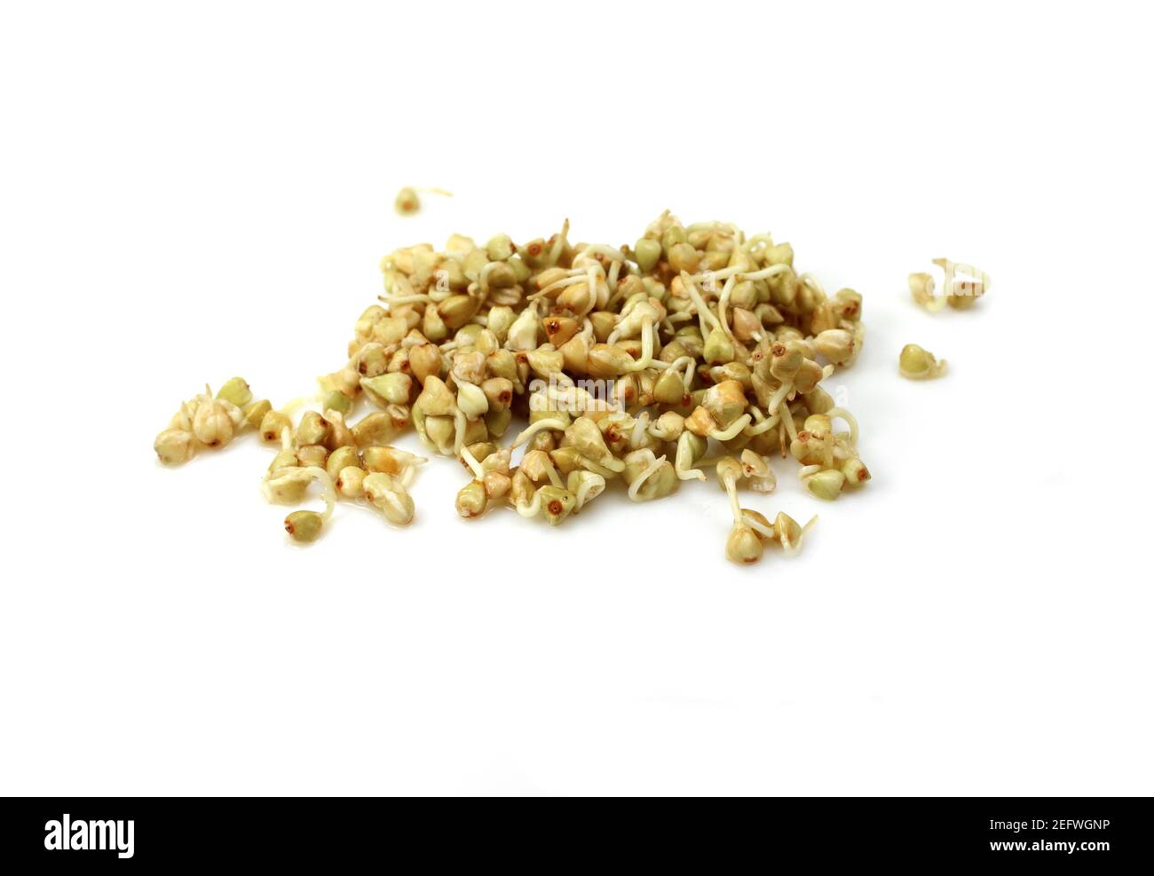 Buckwheat sprouts isolated on white background. Germinated buckwheat ...