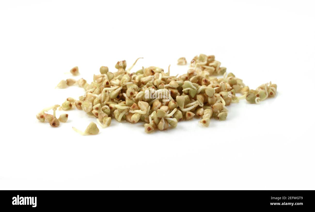 Buckwheat sprouts isolated on white background. Germinated buckwheat ...