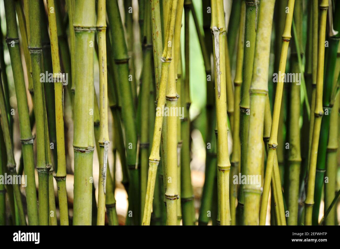 Bamboo trees background, green bamboo forest backgrounds Stock Photo ...