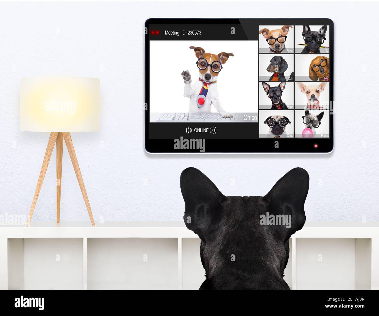 Visual communication for dogs hi-res stock photography and images - Alamy
