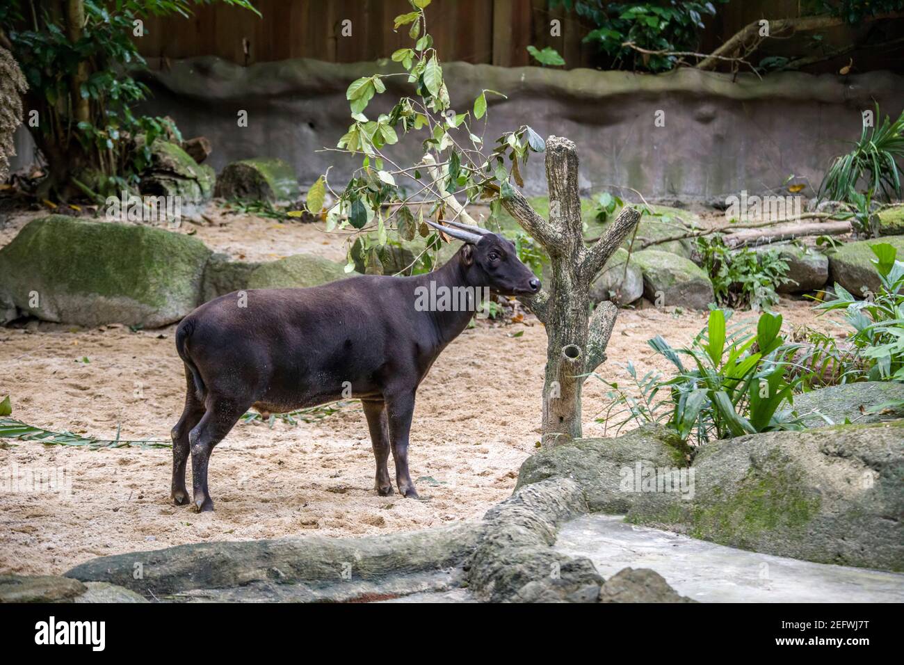 Anoa sulawesi hi-res stock photography and images - Alamy