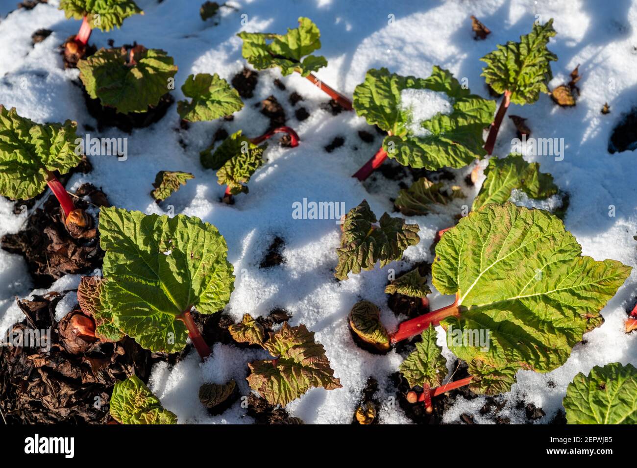 Young rhubarb leaves (rheum rhabarbarum) growing in snow in February in ...