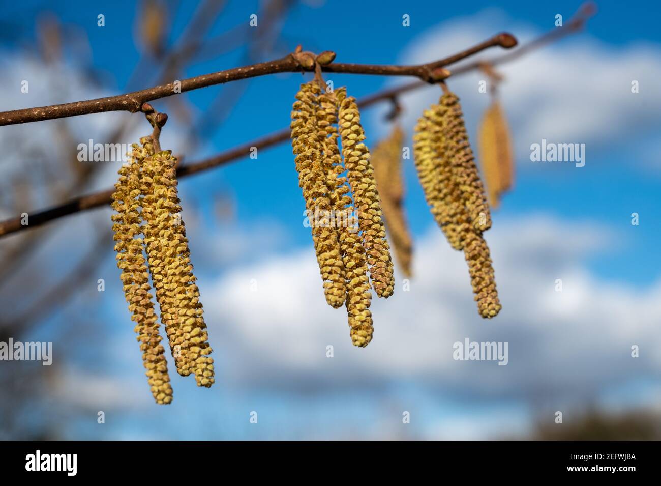 Catkins growing on a hazel bush (Corylus avellana) in spring sunshine ...