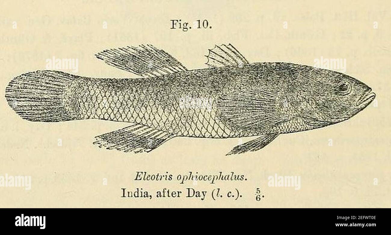 Ophiocara hi-res stock photography and images - Alamy