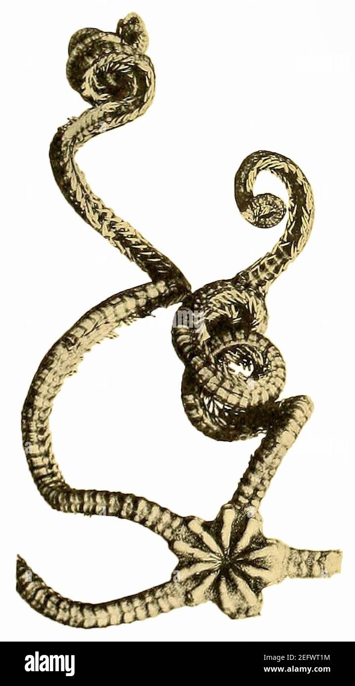 Catalogue plate Cut Out Stock Images & Pictures - Alamy