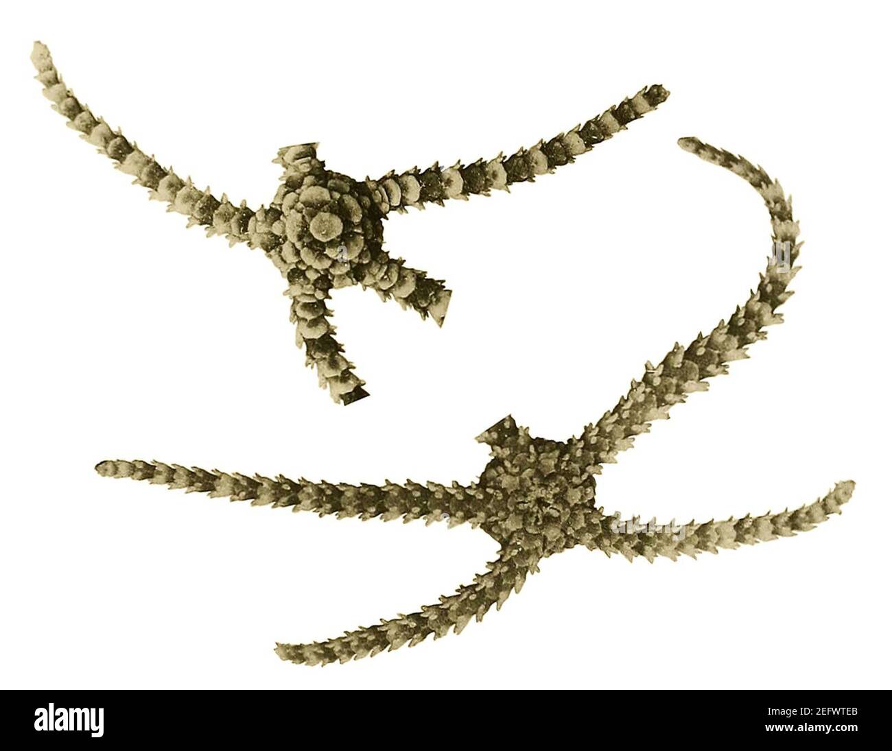 Picta picta Cut Out Stock Images & Pictures - Alamy