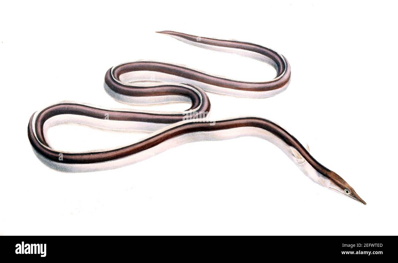 Ophisurus hi-res stock photography and images - Alamy