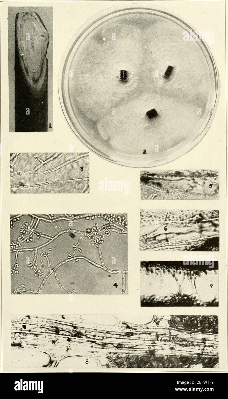 Ophiostoma ulmi hi-res stock photography and images - Alamy