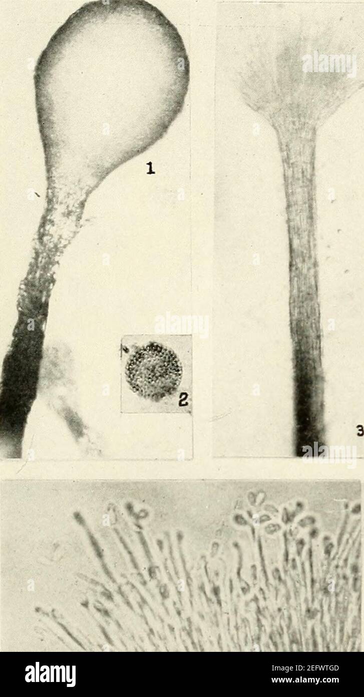Ophiostoma ulmi coremium Stock Photo - Alamy