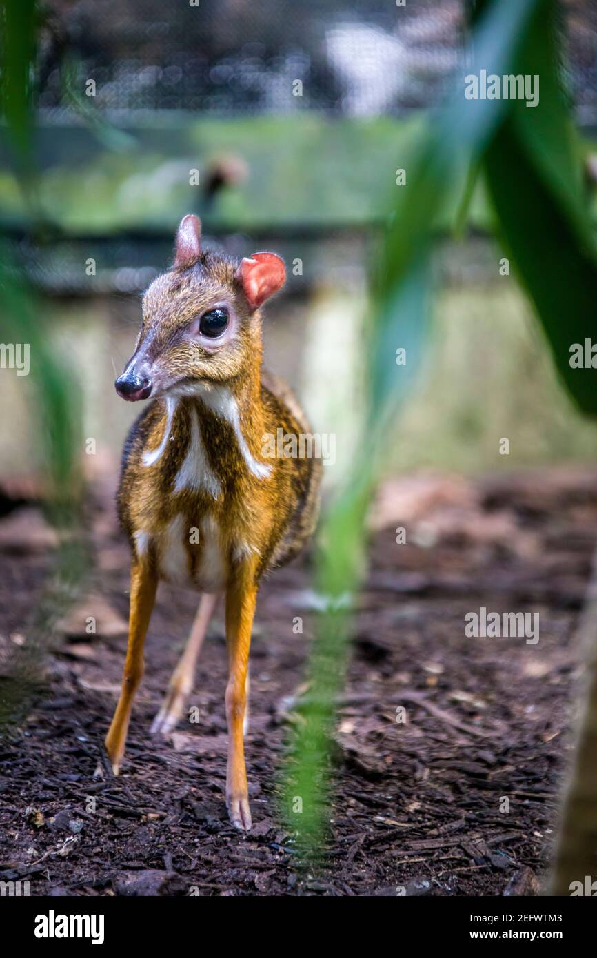 Mouse deer fawn hi-res stock photography and images - Alamy