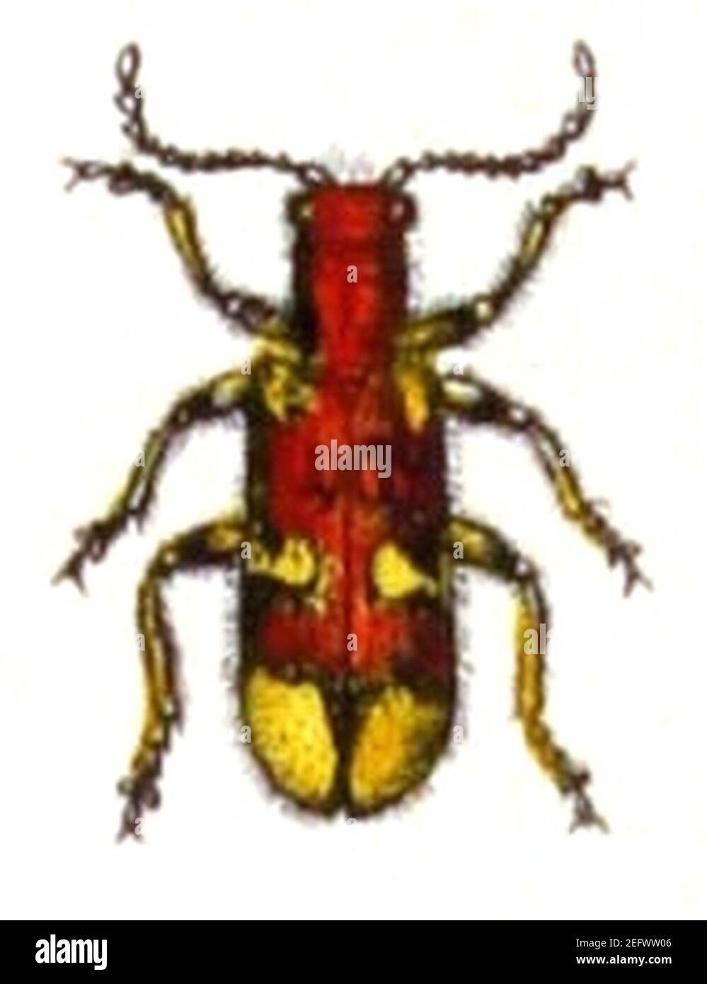 Opilo hi-res stock photography and images - Alamy