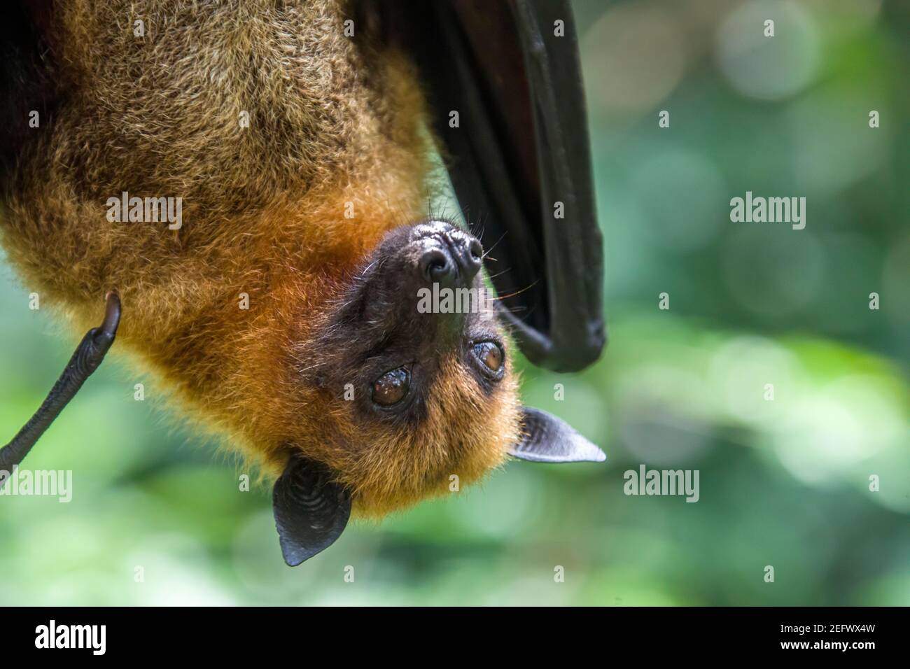 The closeup image of Malayan flying fox (Pteropus vampyrus). a ...