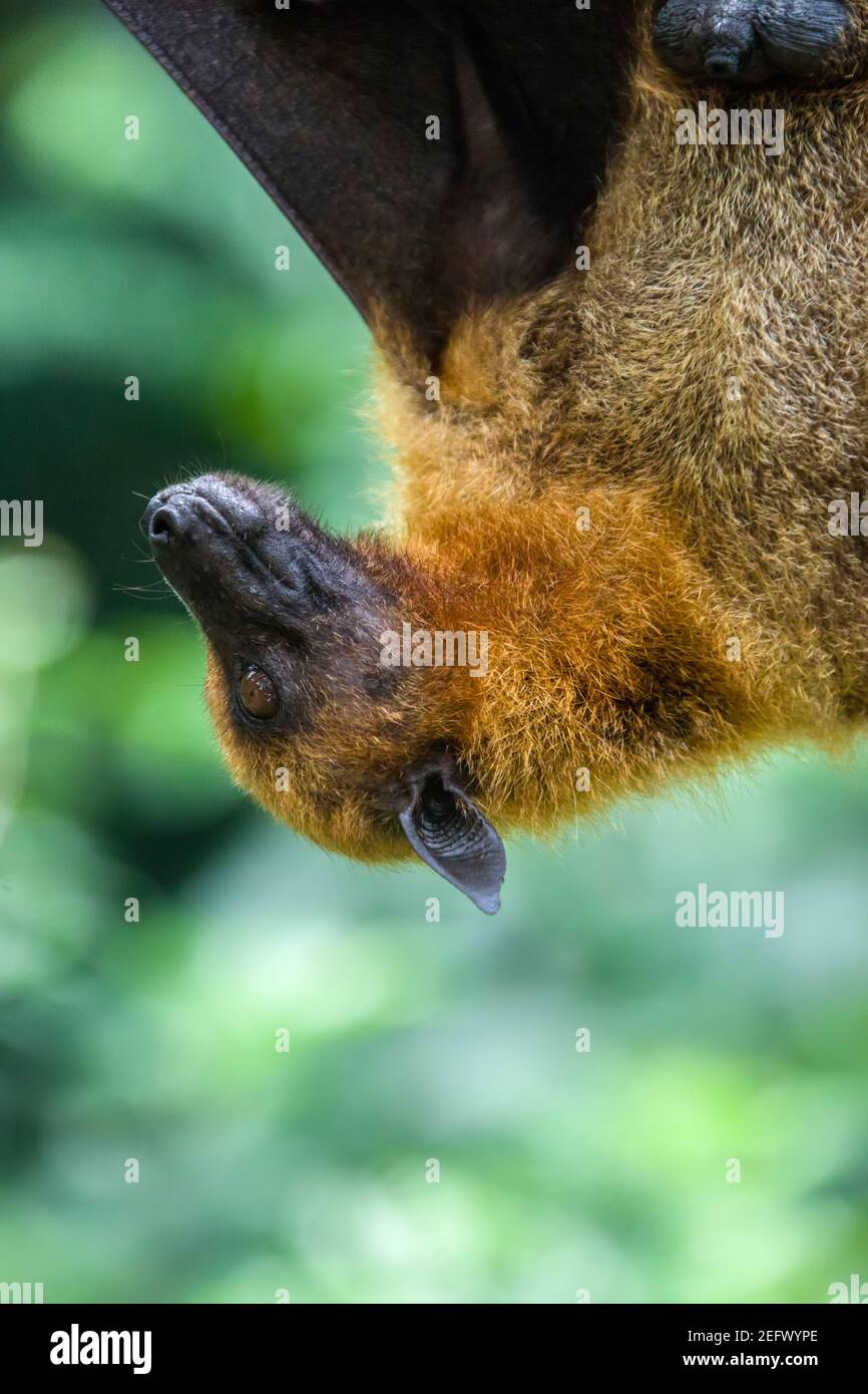 The closeup image of Malayan flying fox (Pteropus vampyrus). a ...