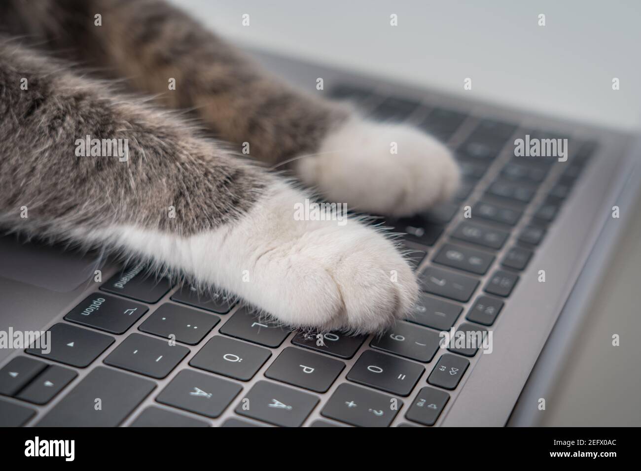 Cat computer screen hi-res stock photography and images - Alamy