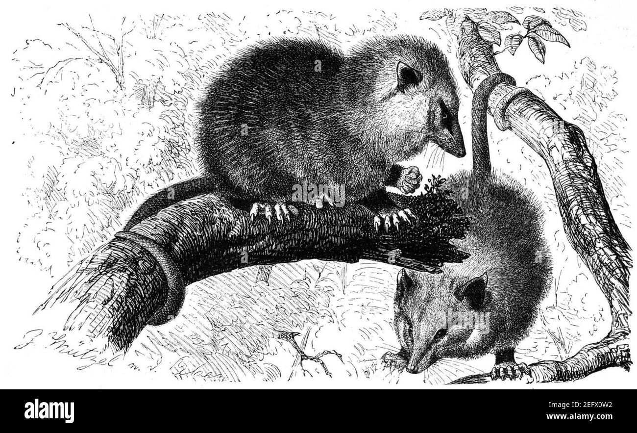 Opossum drawing hi-res stock photography and images - Alamy
