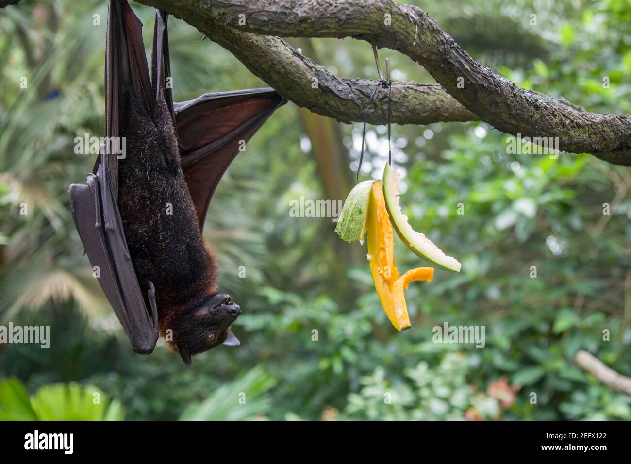 The closeup image of Malayan flying fox (Pteropus vampyrus). a ...