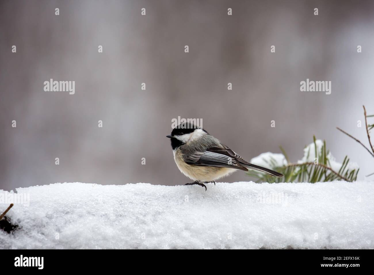 Black capped chickadee (Parus atricapillus) standing in the snow in ...