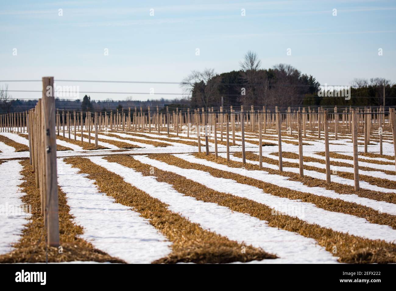 Ginseng field hi-res stock photography and images - Alamy