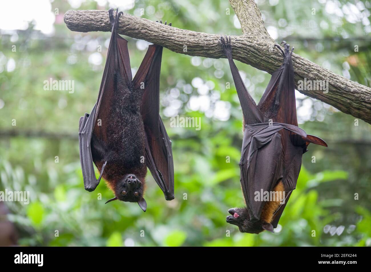 The closeup image of Malayan flying fox (Pteropus vampyrus). a southeast Asian species of ...