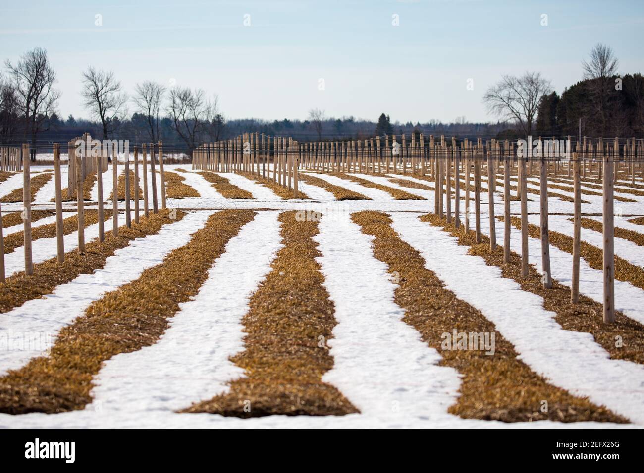 Ginseng field hi-res stock photography and images - Alamy