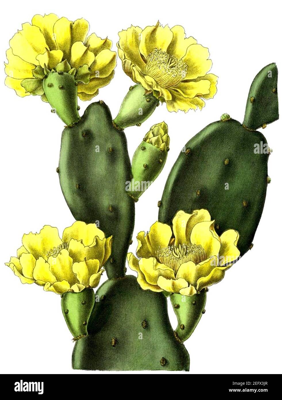Opuntia inermis BlKakteen108 Stock Photo - Alamy