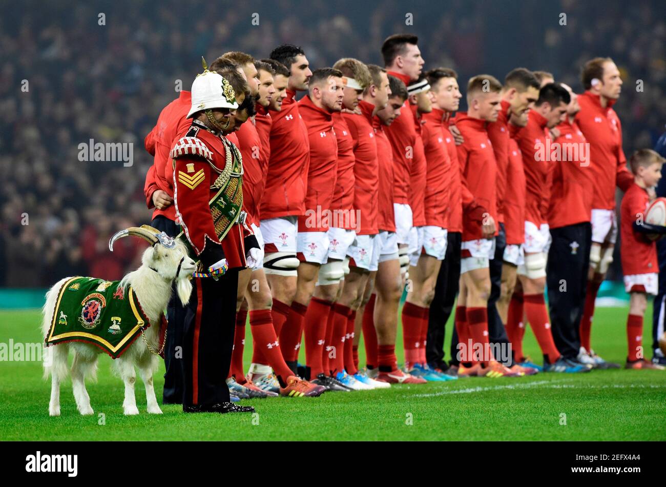 Welsh Mountain Goat High Resolution Stock Photography and Images - Alamy
