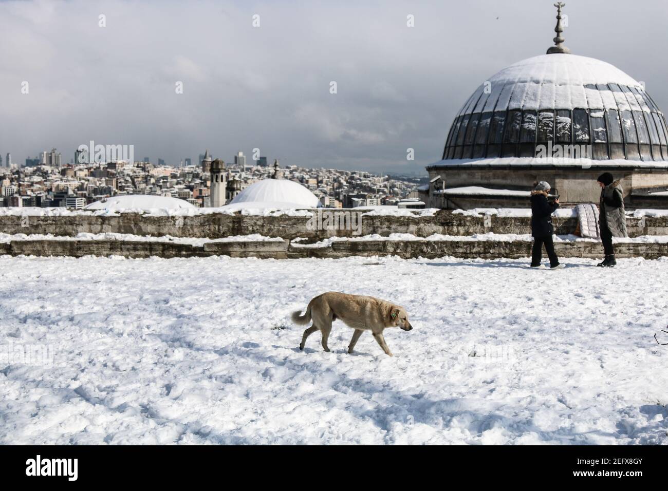 A dog walks in the snow covered Suleymaniye Mosque, one of the known ...