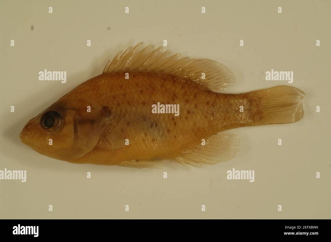 Orangespotted sunfish hi-res stock photography and images - Alamy