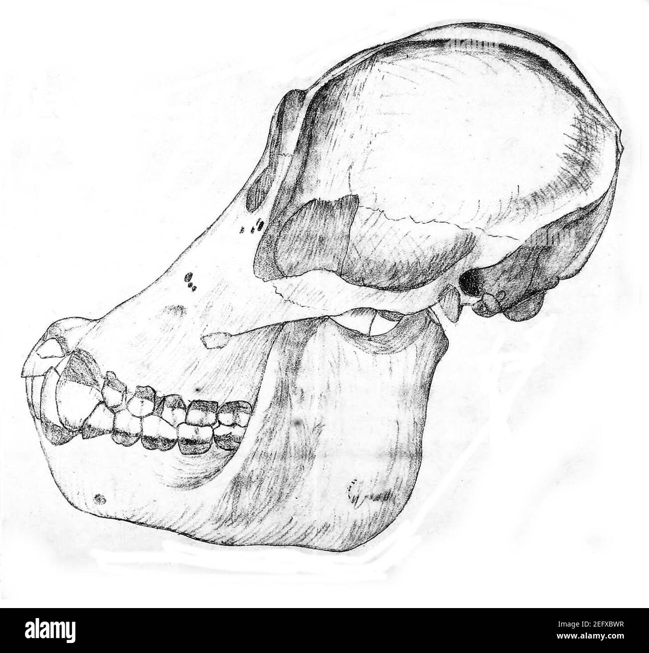 Skull 4 Black and White Stock Photos & Images - Alamy