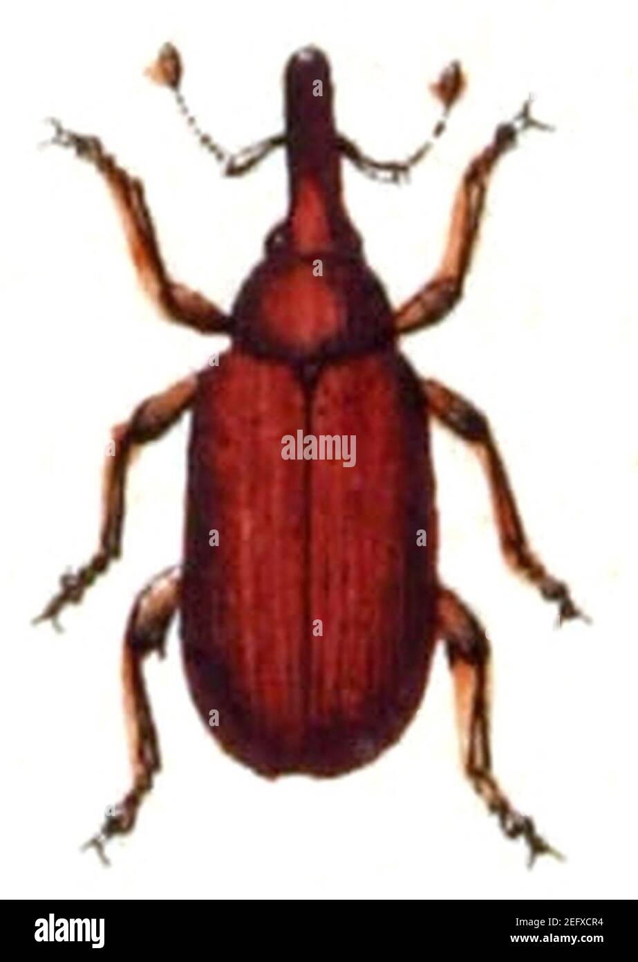 Orchestes quercus hi-res stock photography and images - Alamy