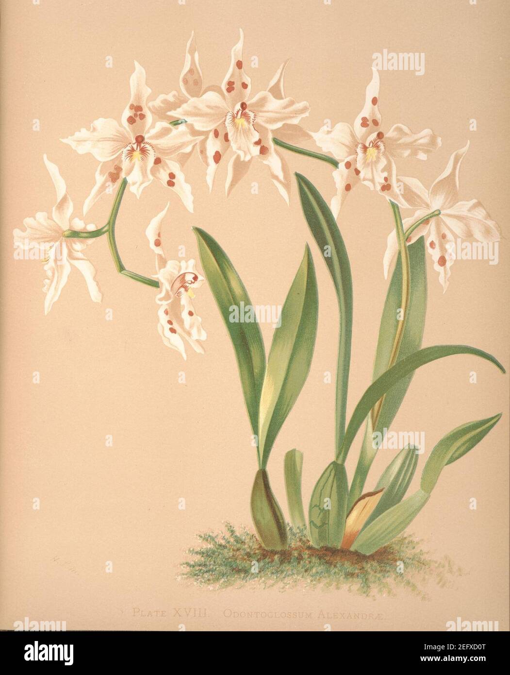 Orchids (PLATE XVIII Stock Photo - Alamy