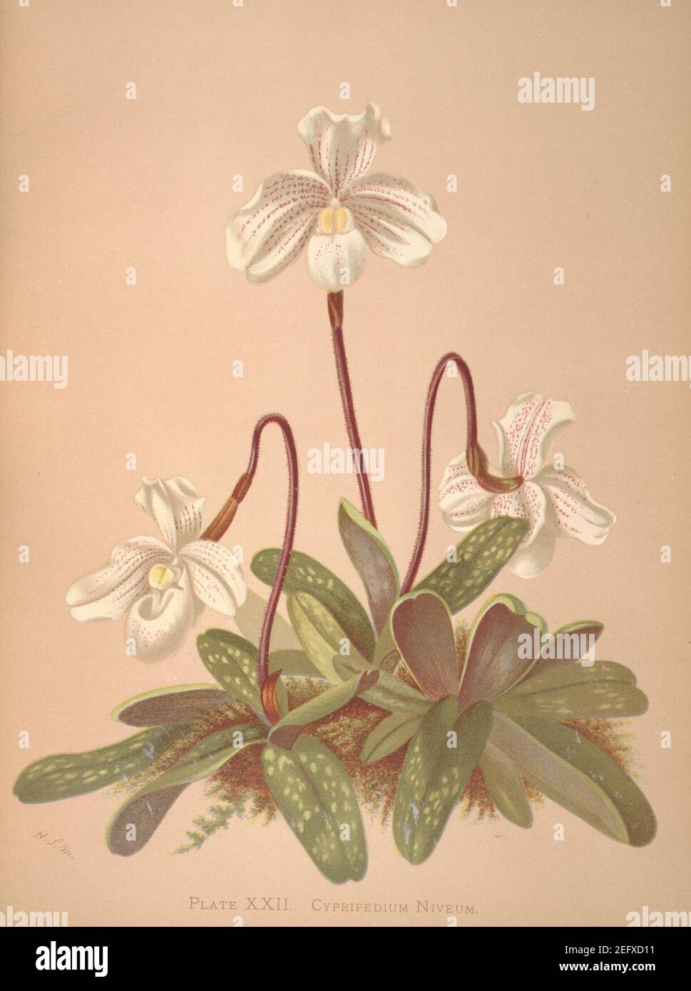 Orchids plate hi-res stock photography and images - Alamy