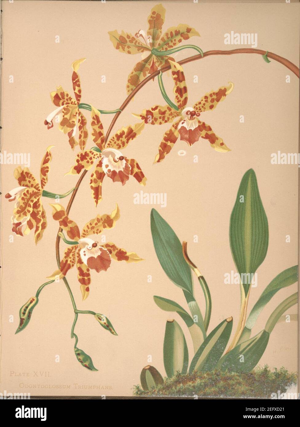 Orchids (PLATE XVII Stock Photo - Alamy